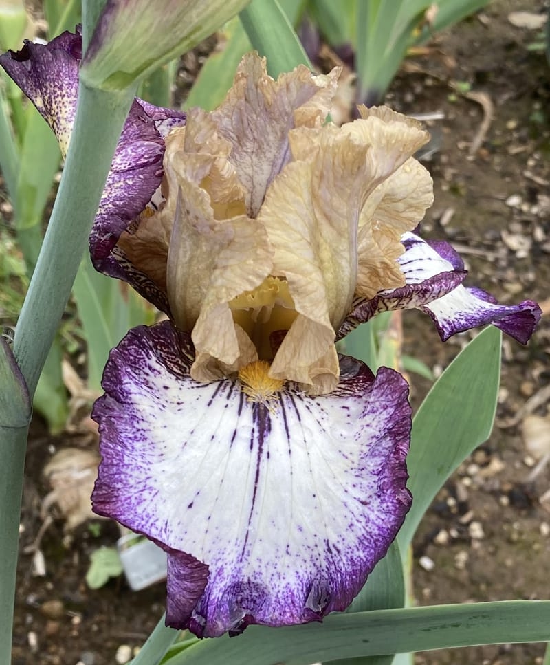 Tall Bearded Iris (TB), C to Ch - Chestnut Acres Iris Garden