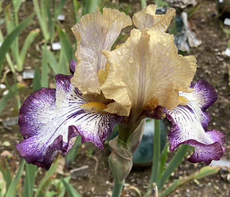 Tall Bearded Iris (TB), C to Ch - Chestnut Acres Iris Garden