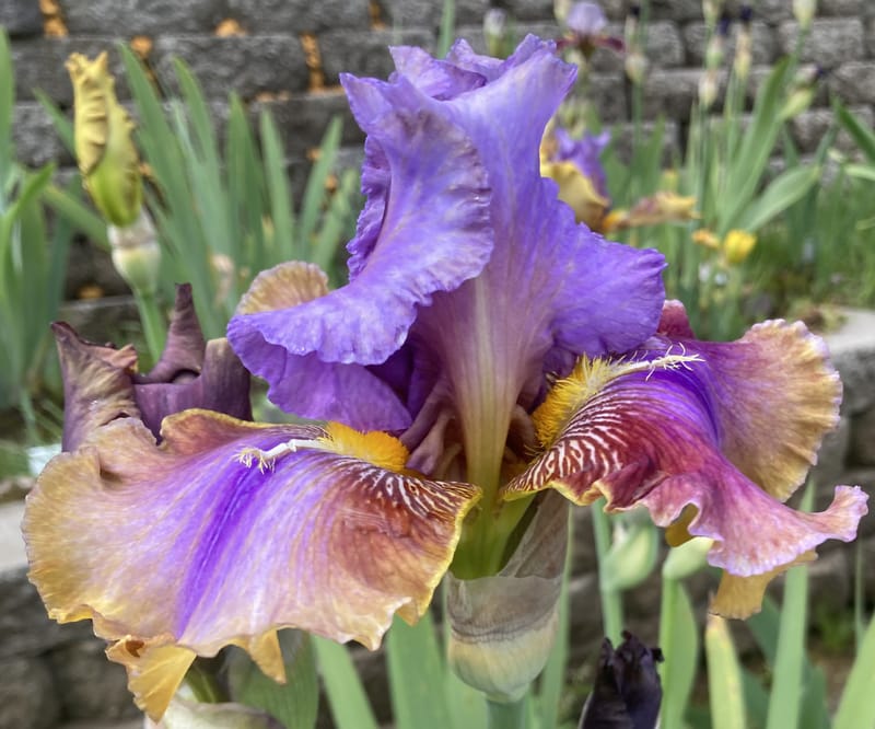 Decked Out - Chestnut Acres Iris Garden