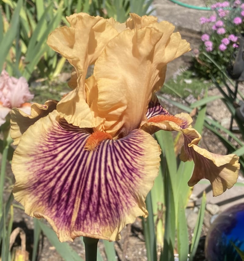 Reality Check - Chestnut Acres Iris Garden