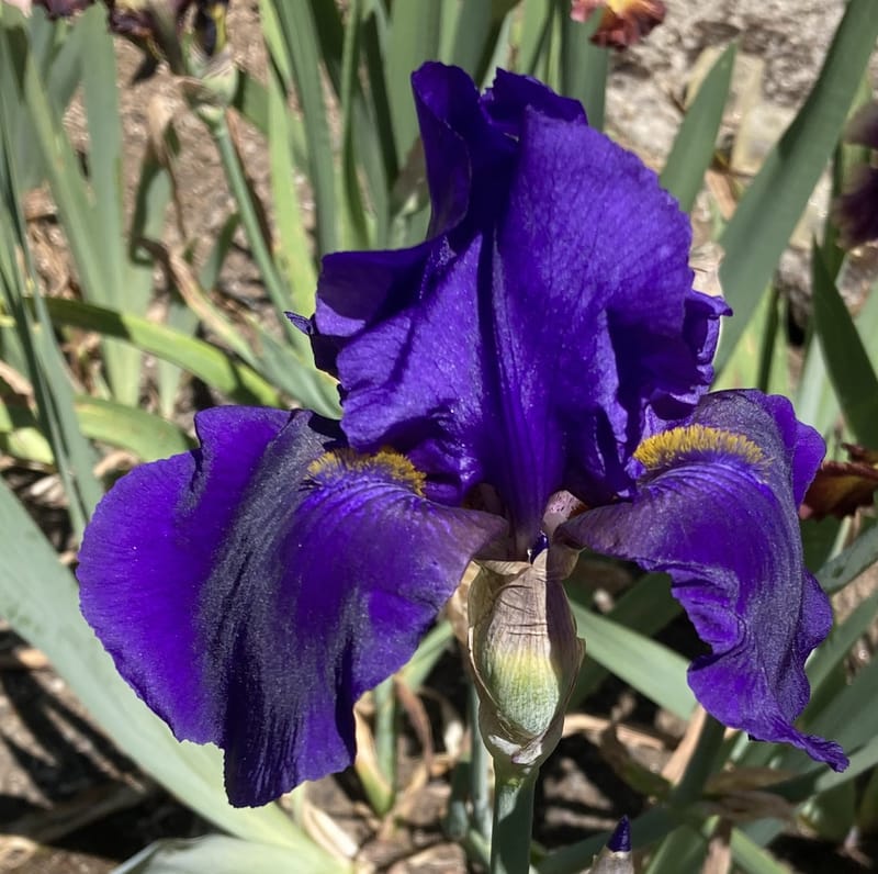 Tall Bearded Iris (TB) A - Chestnut Acres Iris Garden
