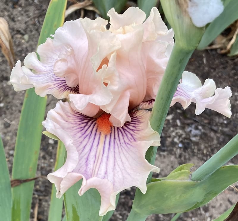 Tall Bearded Iris (TB), C to Ch - Chestnut Acres Iris Garden