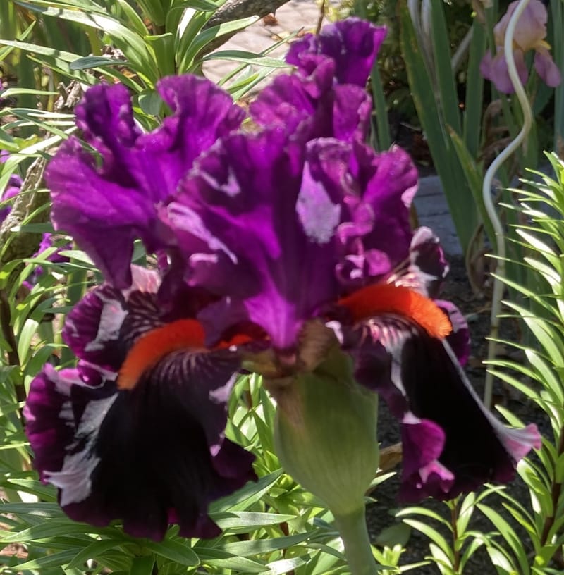Daffy Duck - Chestnut Acres Iris Garden