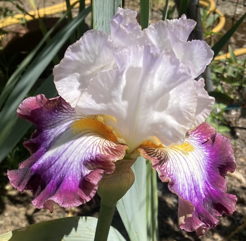 Edge Of Heaven - Chestnut Acres Iris Garden