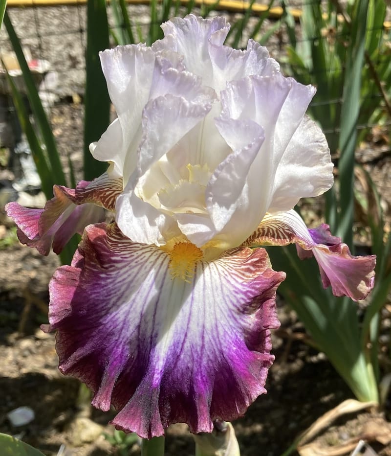 Tall Bearded Iris, E & F - Chestnut Acres Iris Garden