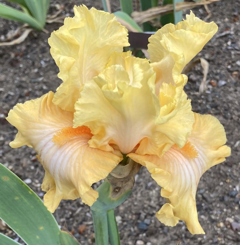 Tall Bearded Iris, S - So - Chestnut Acres Iris Garden