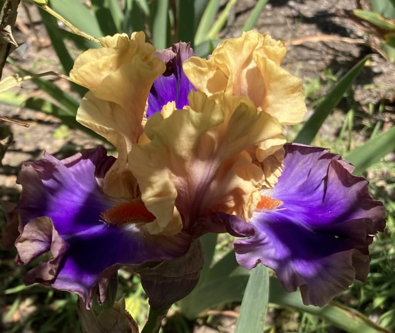 True Colors - Chestnut Acres Iris Garden