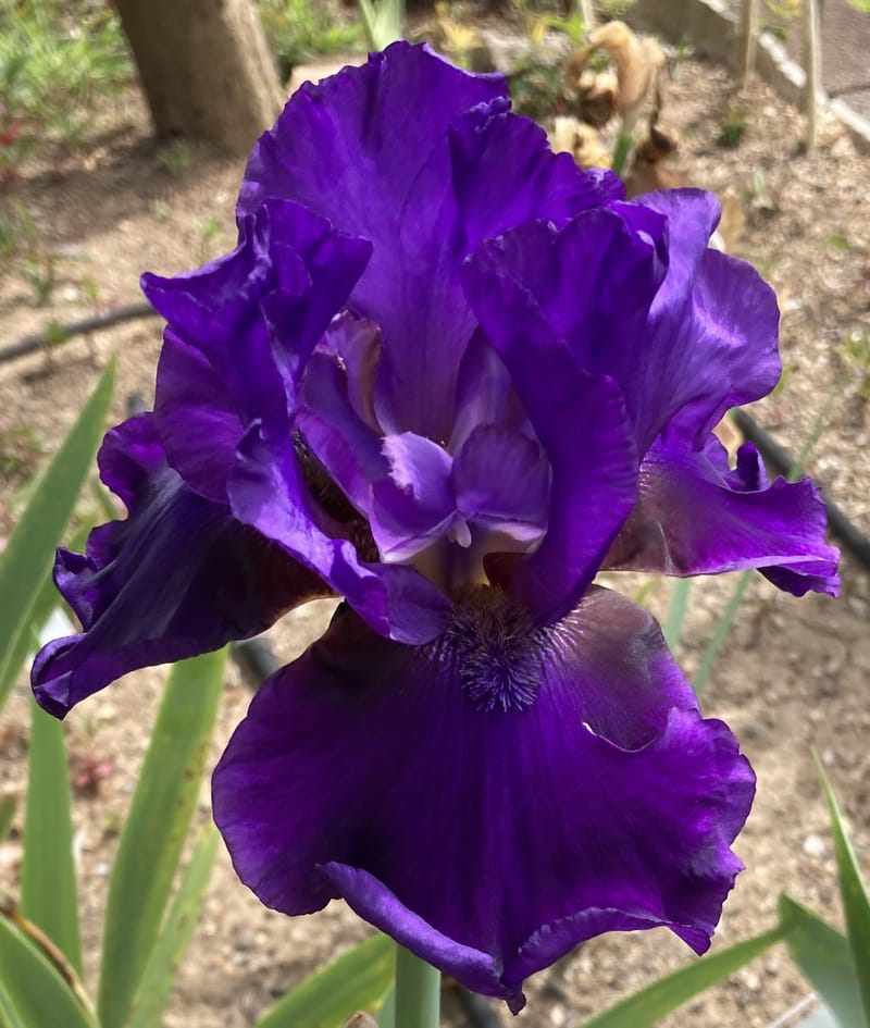 Tall Bearded Iris (TB), C to Ch - Chestnut Acres Iris Garden