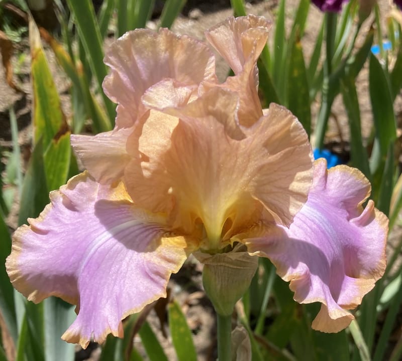 Tall Bearded Iris (TB) A - Chestnut Acres Iris Garden