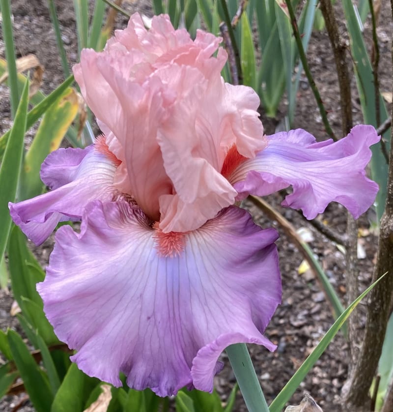 Angel's Rest - Chestnut Acres Iris Garden
