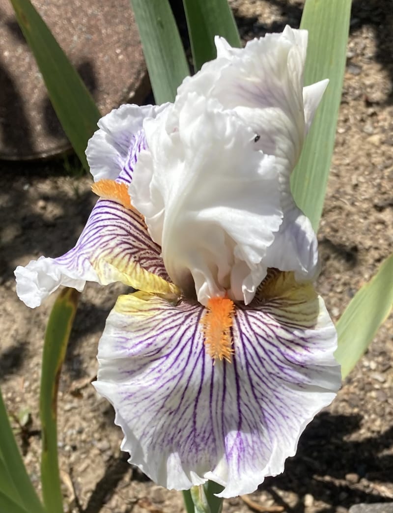 Berserk - Chestnut Acres Iris Garden