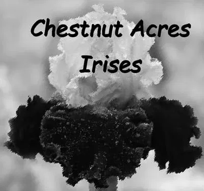 Handsome Devil - Chestnut Acres Iris Garden