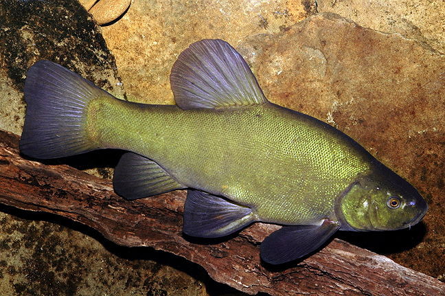 Linjak - aquanito.com