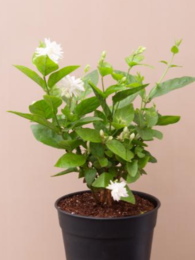Mogra Plant