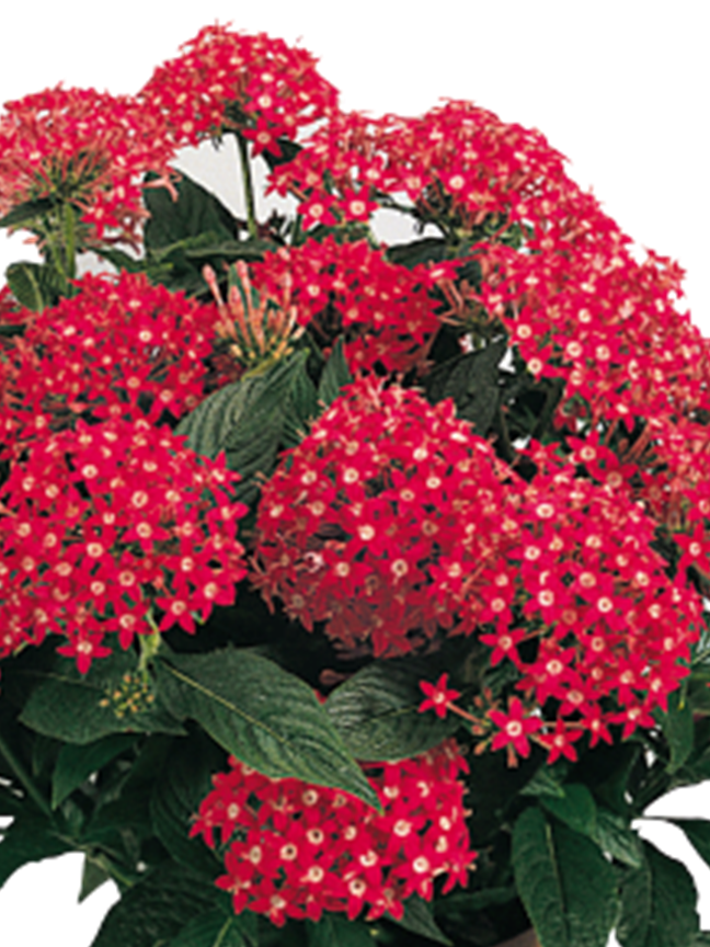 Pentas Plant