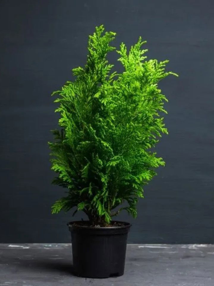 The Morpankhi, Thuja Compacta - Plant