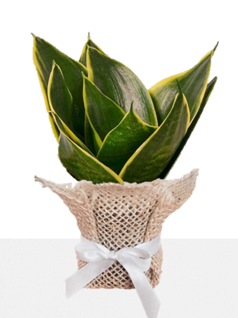Snake Plant Jute Wrapped | Corporate Gifting