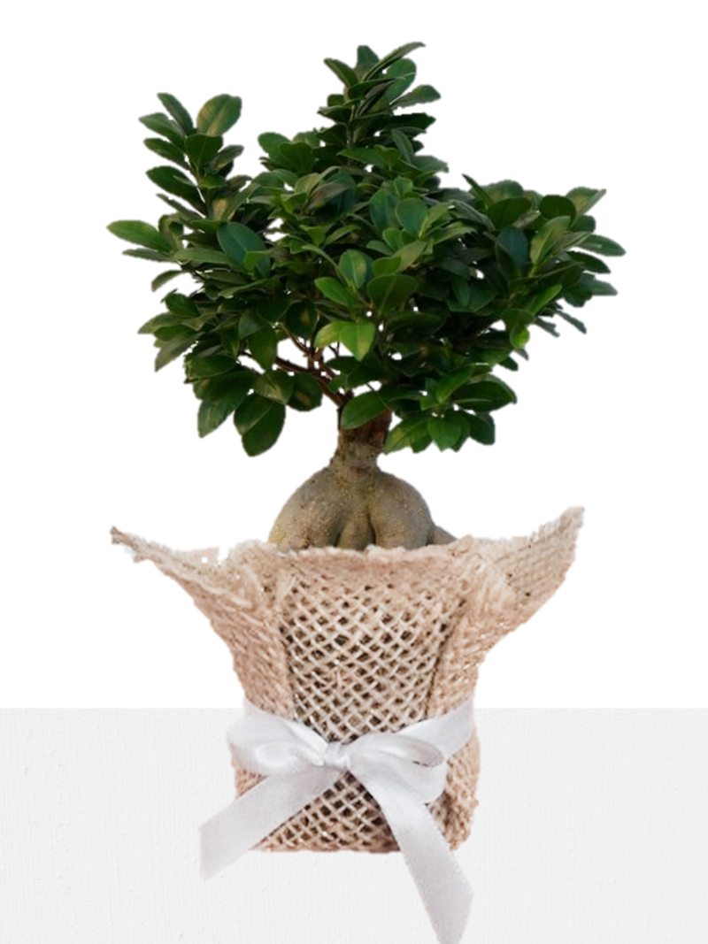 Ficus Bonsai Plant Jute Wrapped Best For Gifting