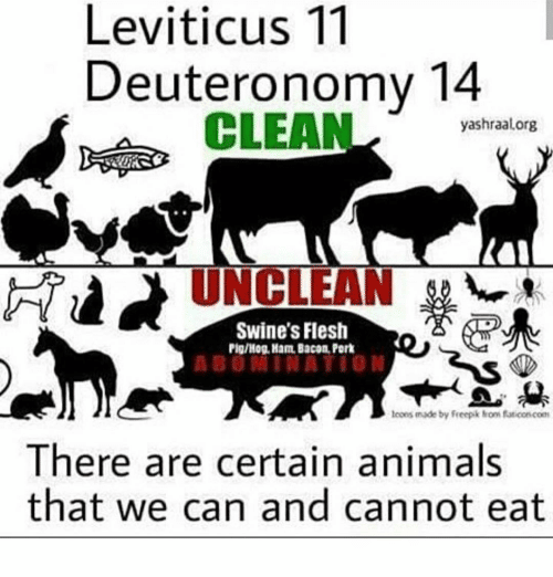 Activity Coloring Book Unclean and Clean Animals