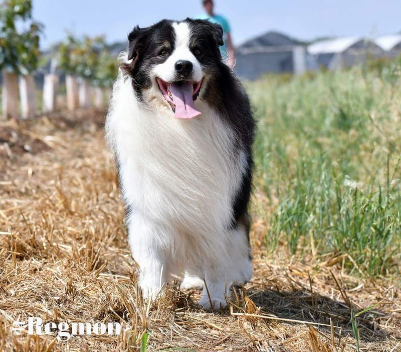 ג'וק המופלא - Regmon Australian Shepherds