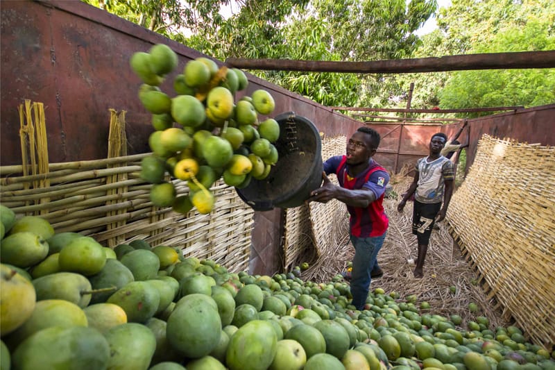 Mango losses - Raphael Belmin photography