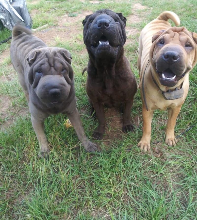 Dames (Mom dogs) - Wilson's Wrinkly Shar-Pei's LLC
