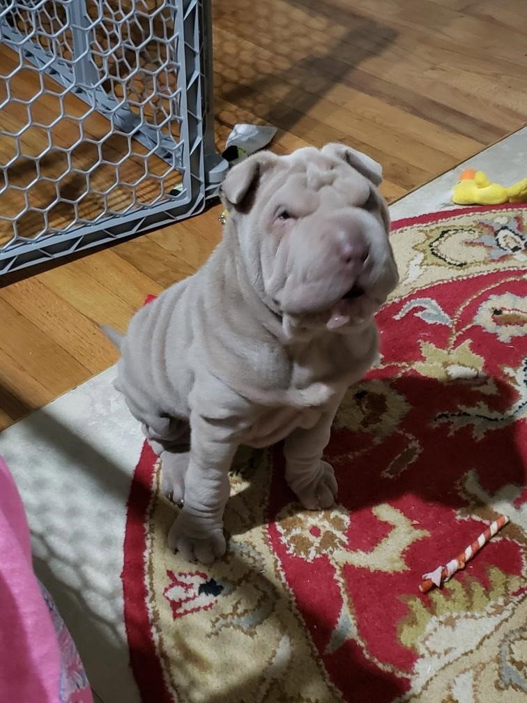 Past Puppies - Wilson's Wrinkly Shar-Pei's LLC