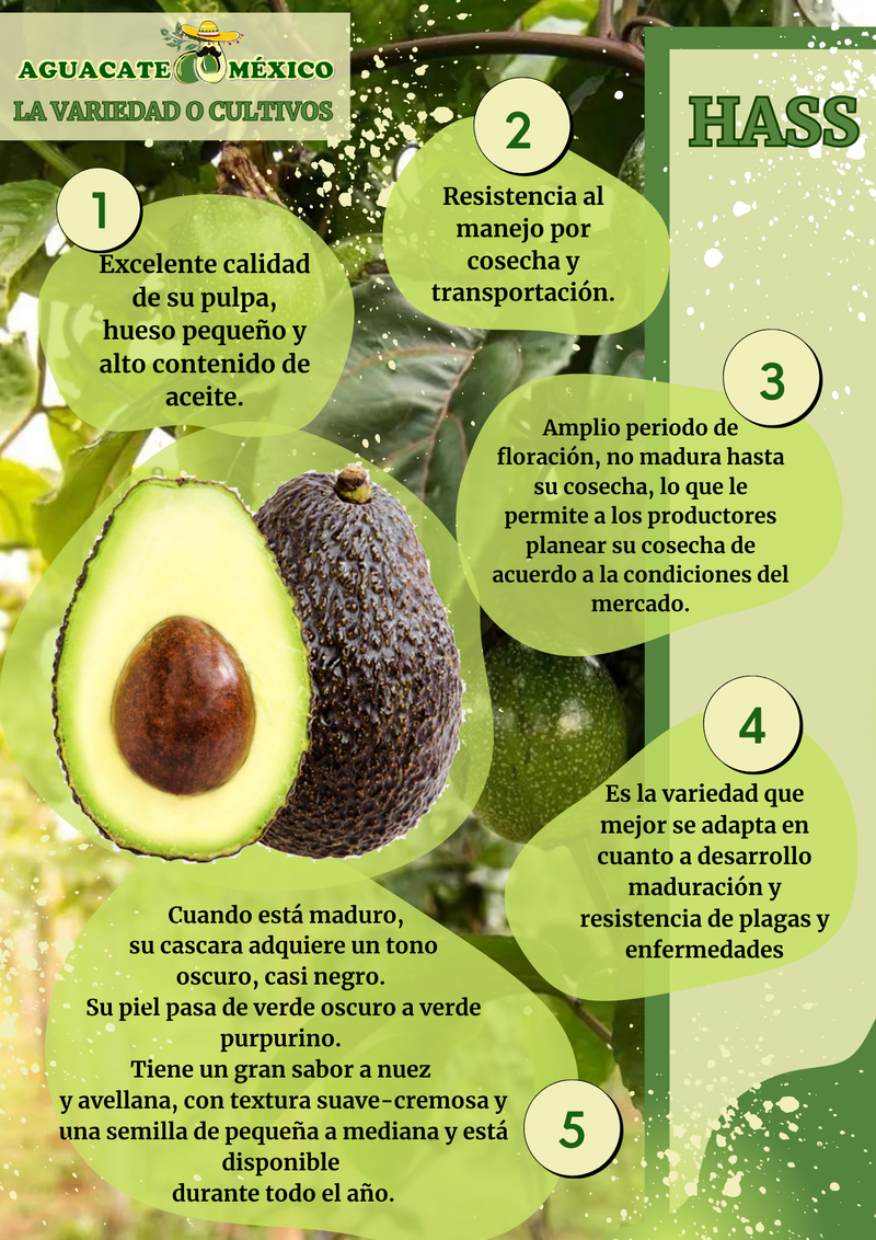 HASS - AGUACATE MÉXICO