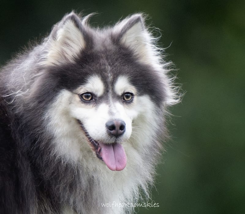 Pomsky Coat Types and Grooming Requirements - Wolf Heart Pomskies UK