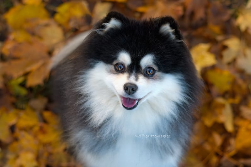 Pomsky Sizes - Wolf Heart Pomskies UK