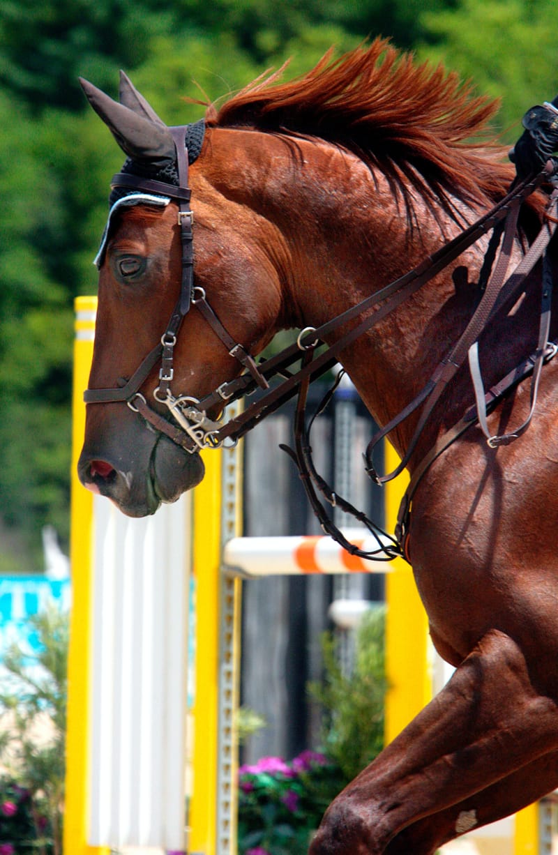 pecho petrales y tijerillas - INVERNON Horse Boutique