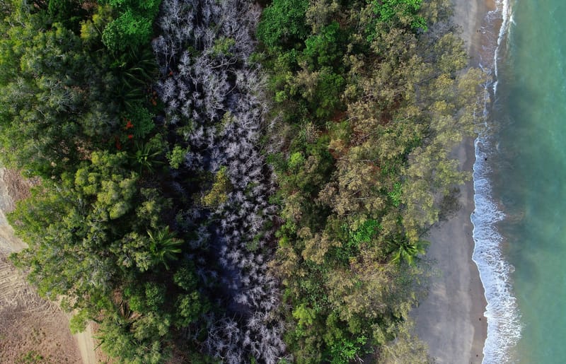 Speech therapy? - Talking Trees - Speech & Language Therapy