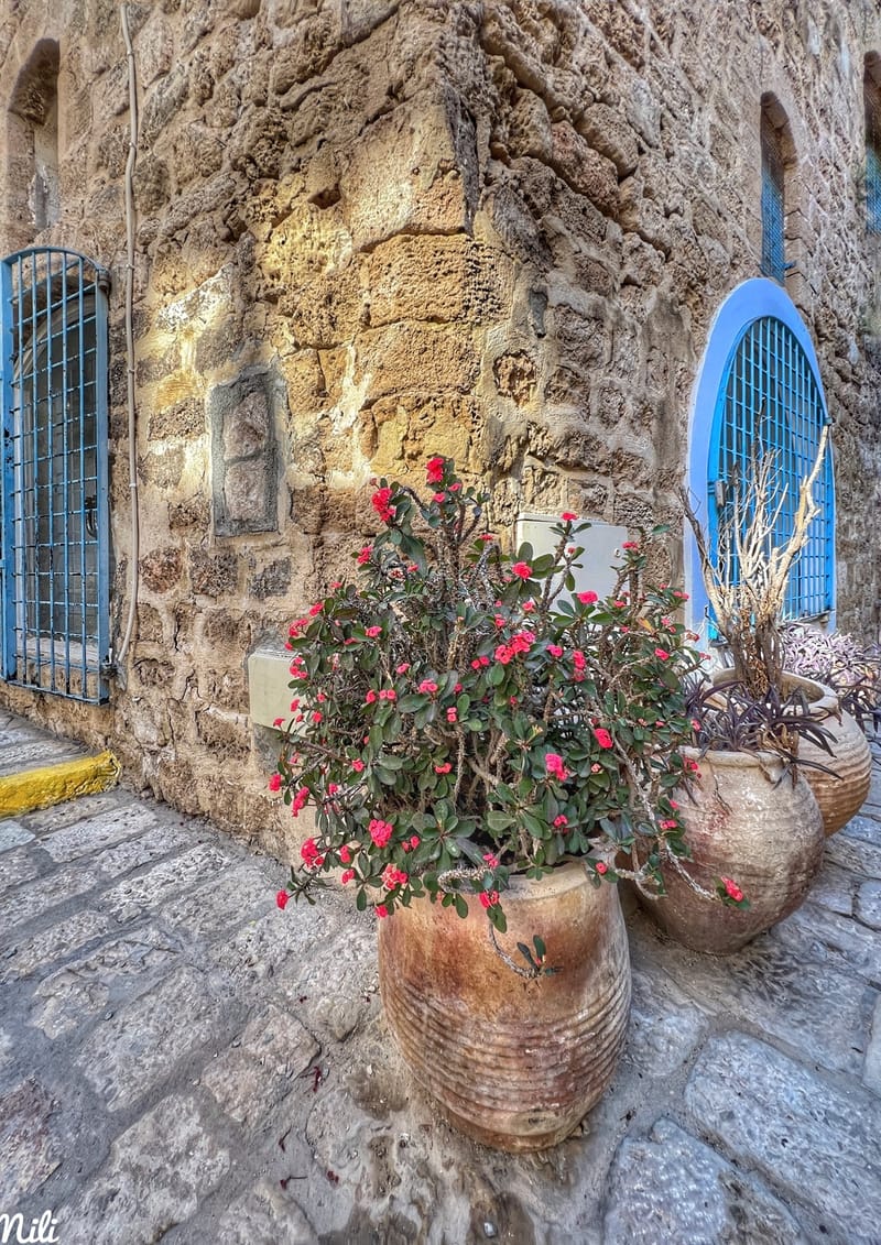 Gallery - image 22 of 60 - Nili Israel