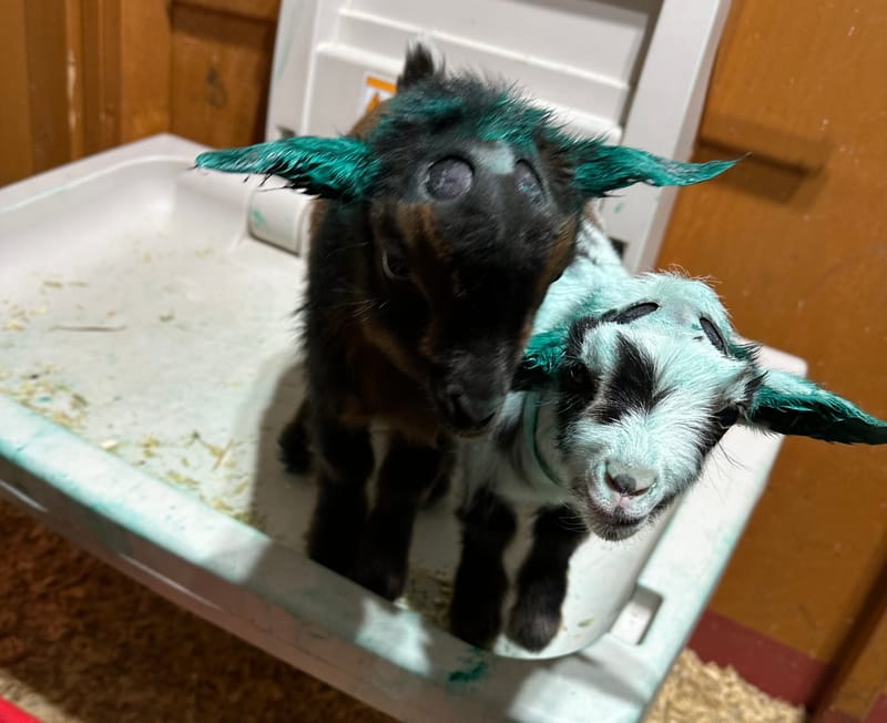 Goats - TWITTERPATED ACRE