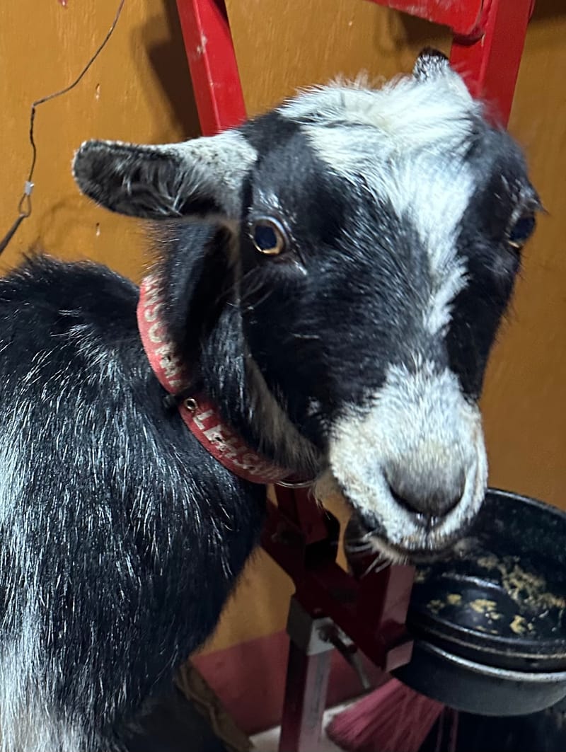 Goats - TWITTERPATED ACRE