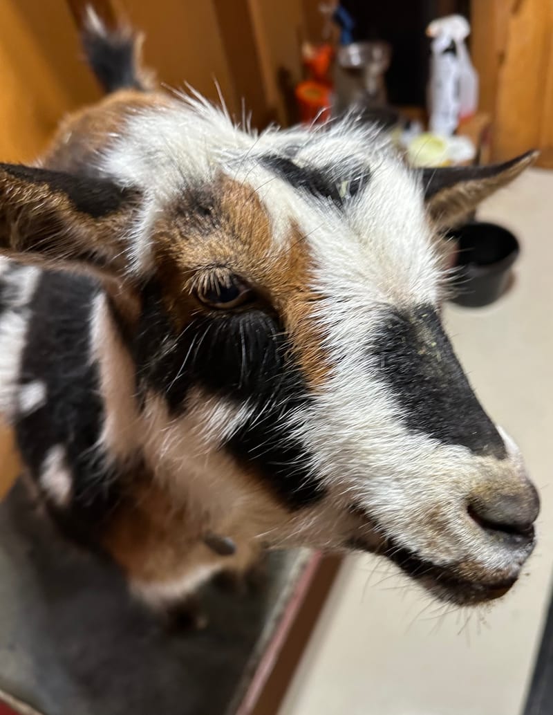 Goats - TWITTERPATED ACRE