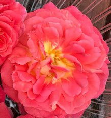 Peach Tea Rose Flower Essence - Away with the Fae