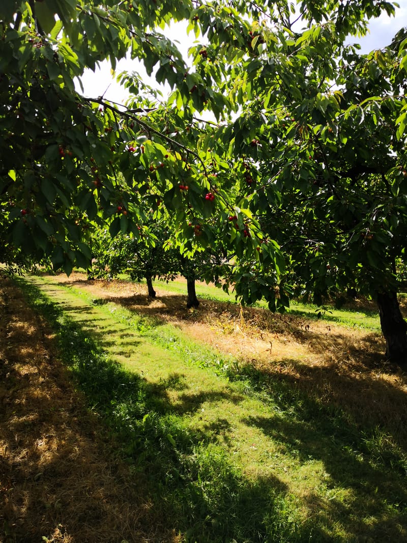 Laying the foundations of the Freedom Food Forest - freedomforestgarden