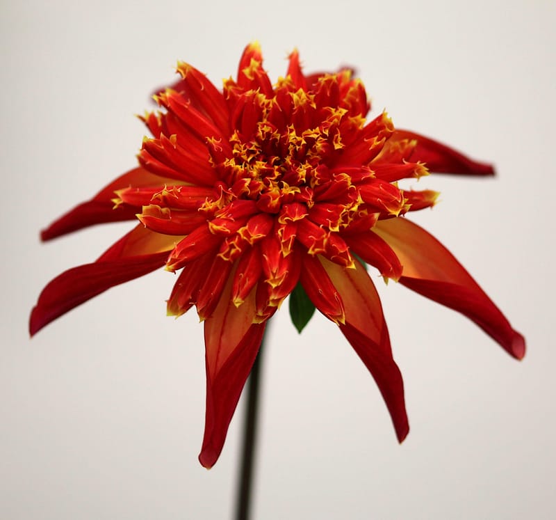 Octopus Sparkle - Tulchan Dahlias