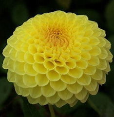 Ruskin Diane - Tulchan Dahlias