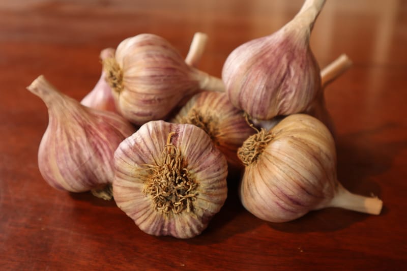 Russian Red - Kettle River Garlic Farms