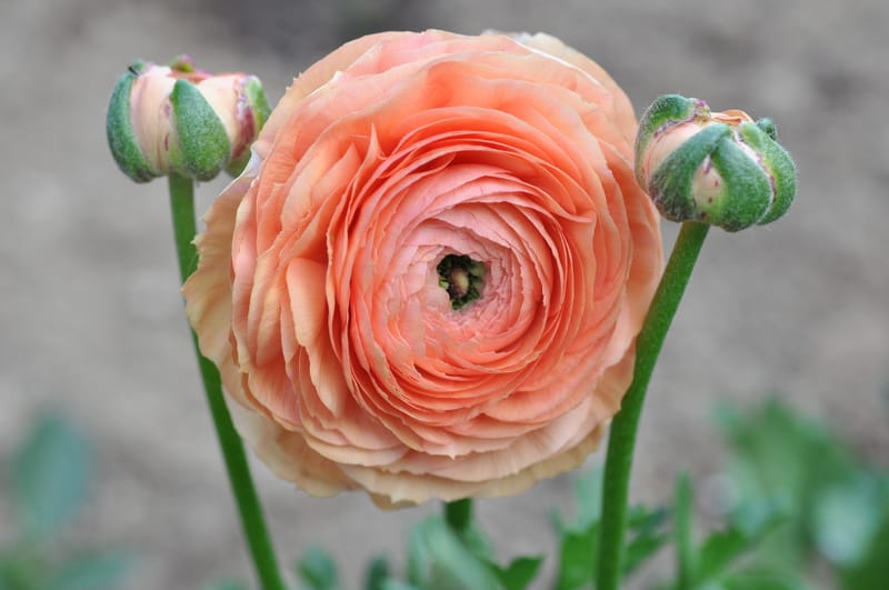 Half Clone Tango Ranunculus (10 large corms) - Monarch Gardens