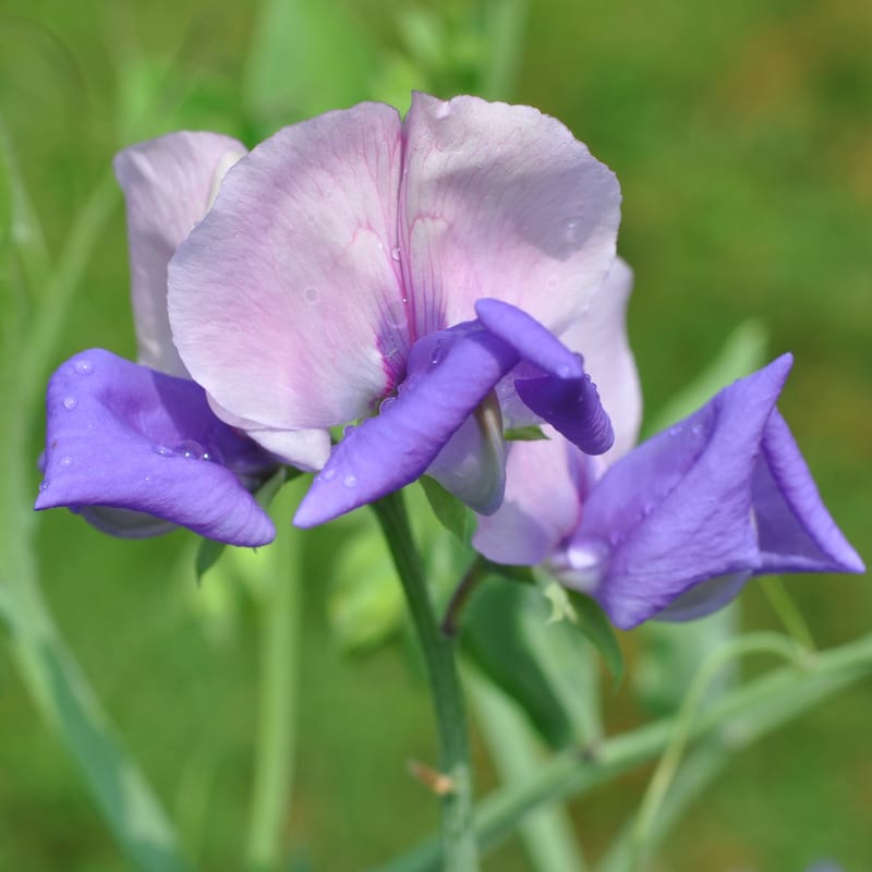 Sweet Pea Erewhon (15 seeds) - Monarch Gardens