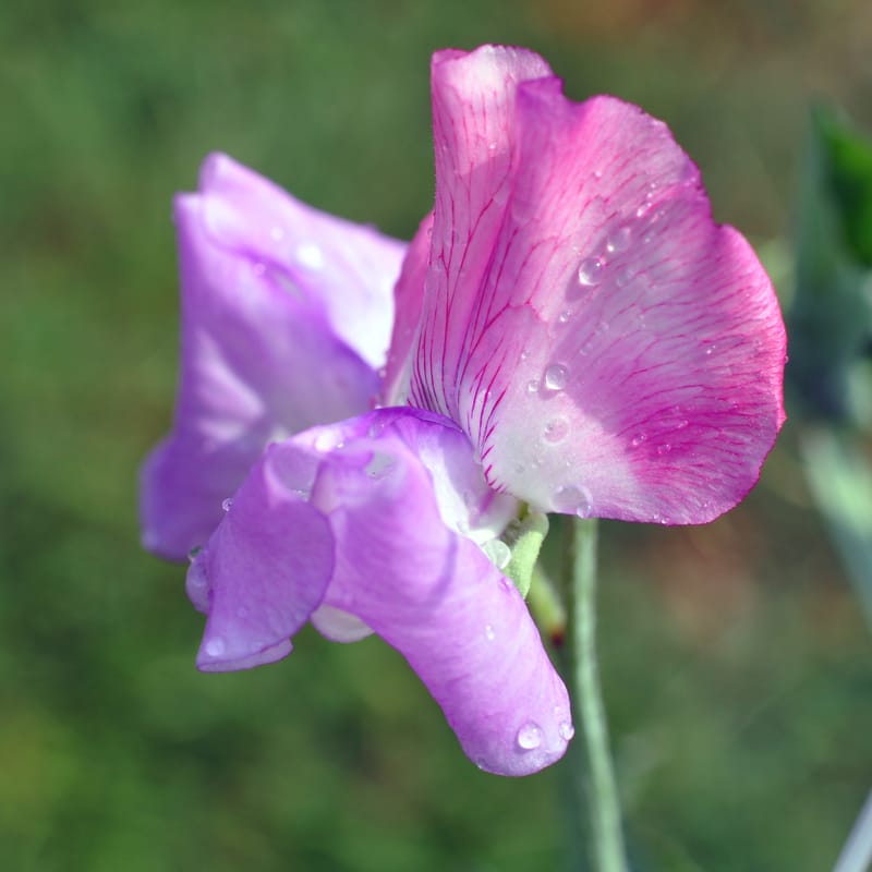 Sweet Pea Enchante (12 seeds) - Monarch Gardens