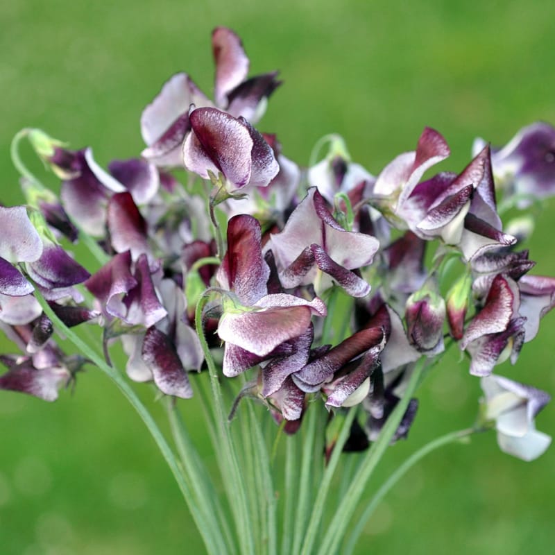 Sweet Pea Nimbus (10 seeds) - Monarch Gardens