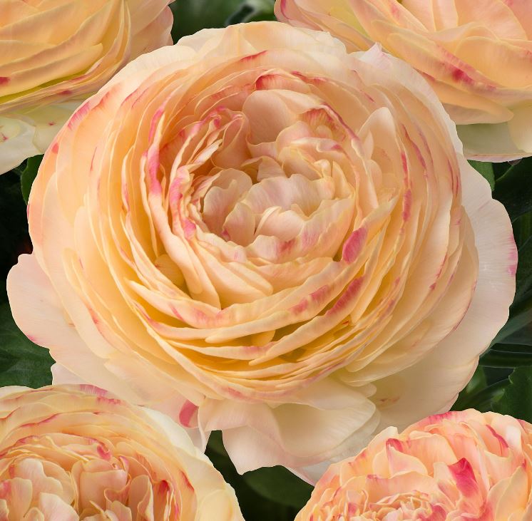 ROMANCE Hydra Ranunculus (5 EXTRA-LARGE Corms) - Monarch Gardens