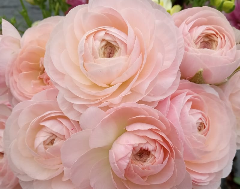 ROMANCE Hydra Ranunculus (6 medium corms) - Monarch Gardens