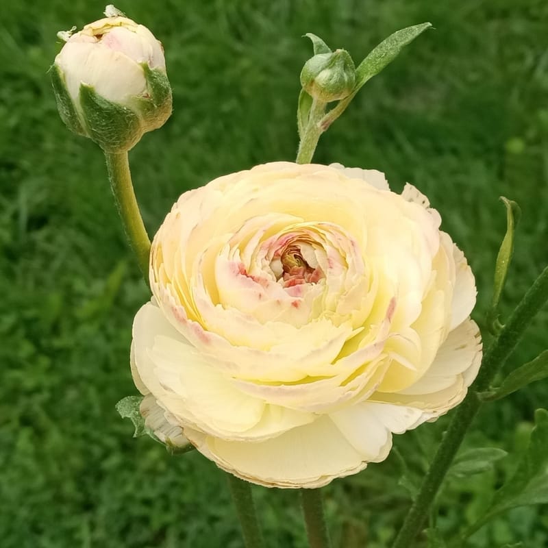 ROMANCE Nohant Ranunculus (5 LARGE corms) - Monarch Gardens