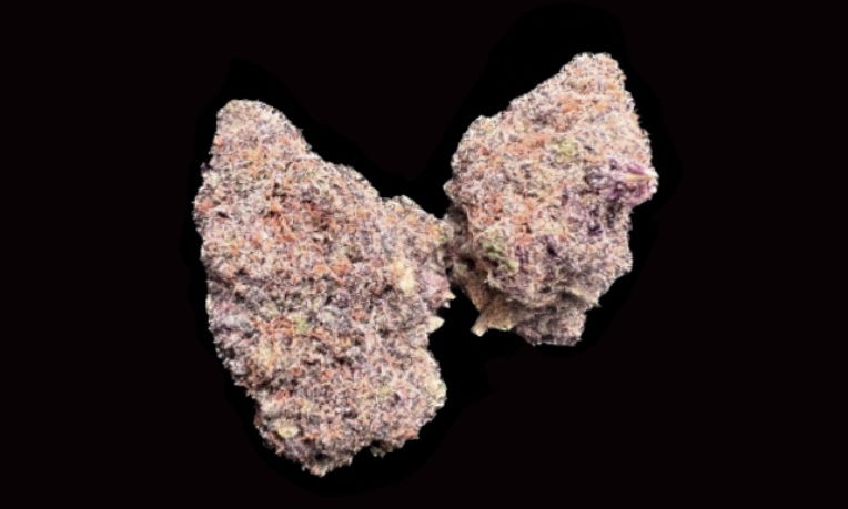 Golden Gorilla strain information