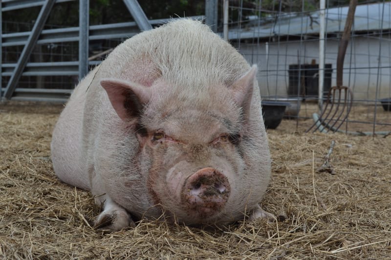 Pigs - Kendalleise Rescue Ranch